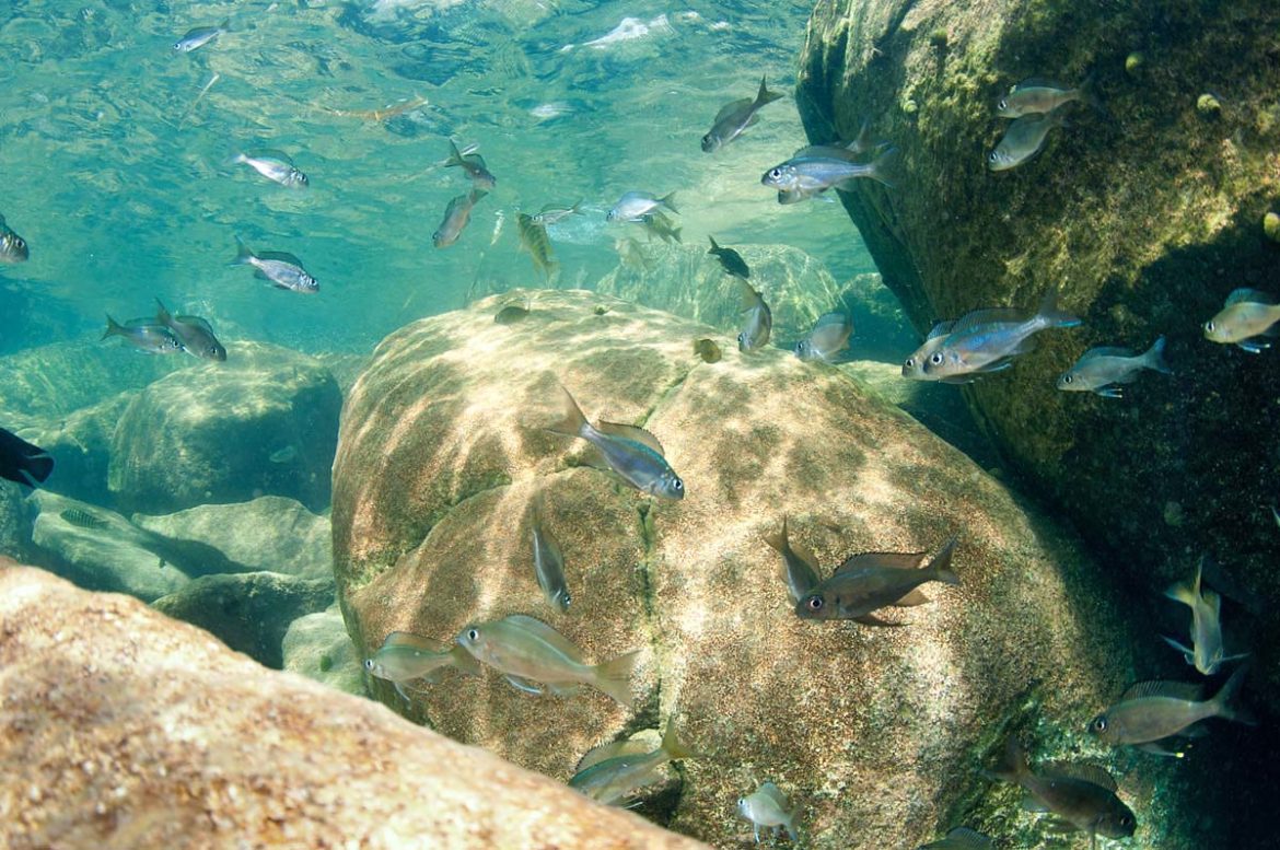 Tanzanie, Plongée avec les poissons du lac Tanganyika : mission d’une ...