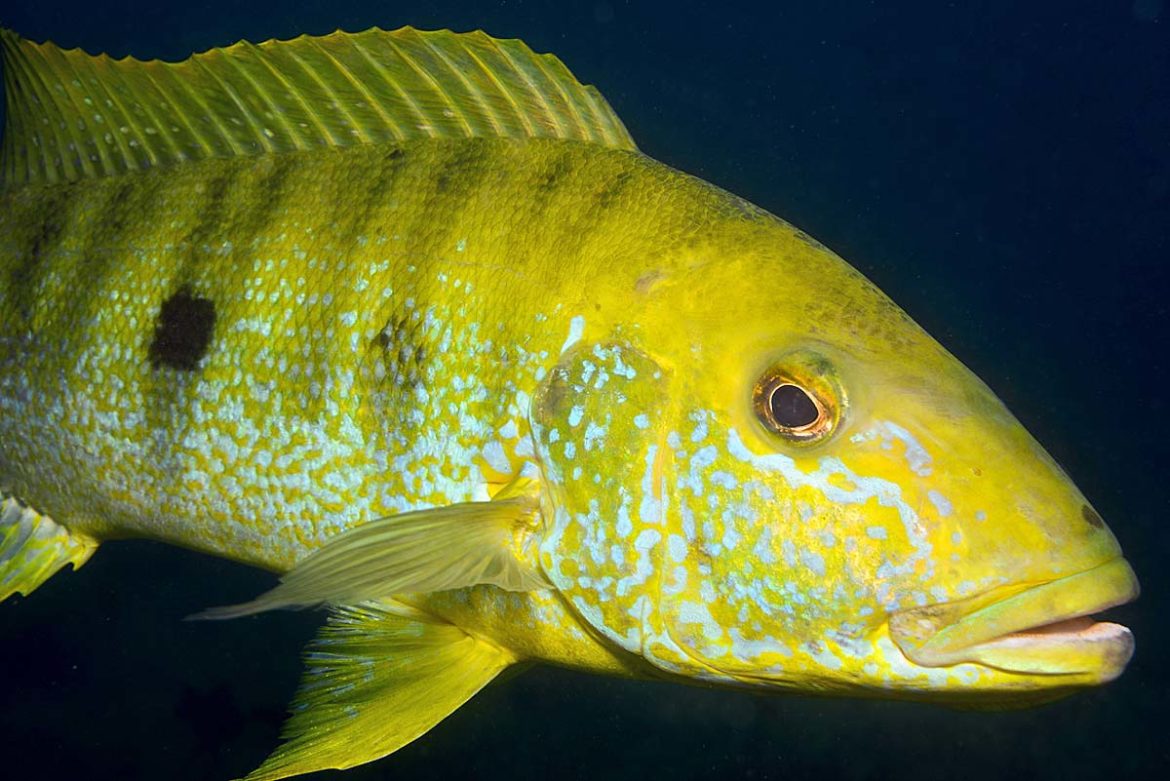 Tanzanie, Plongée avec les poissons du lac Tanganyika : mission d’une ...
