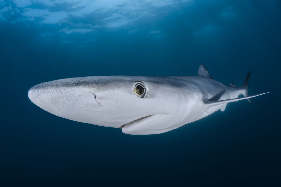 Est-il possible de rencontrer des requins à Marseille ? | Scuba-People